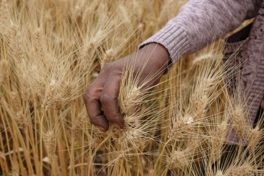 Projects - BGRI - Borlaug Global Rust Initiative