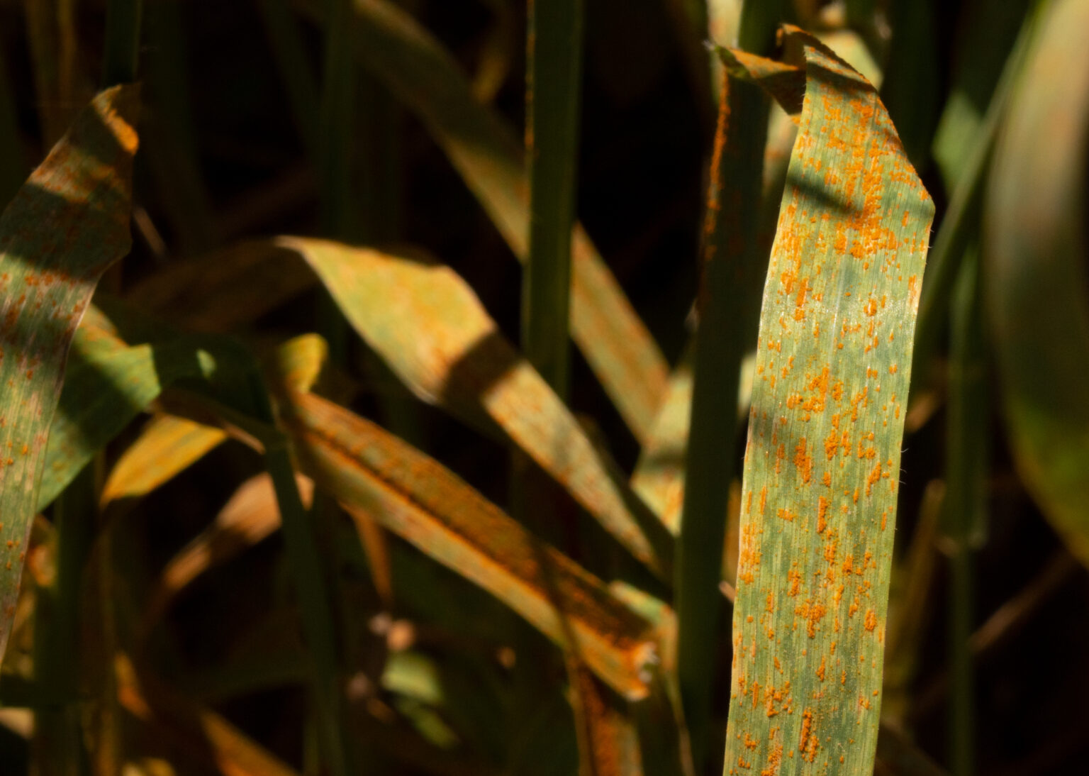 News - BGRI - Borlaug Global Rust Initiative
