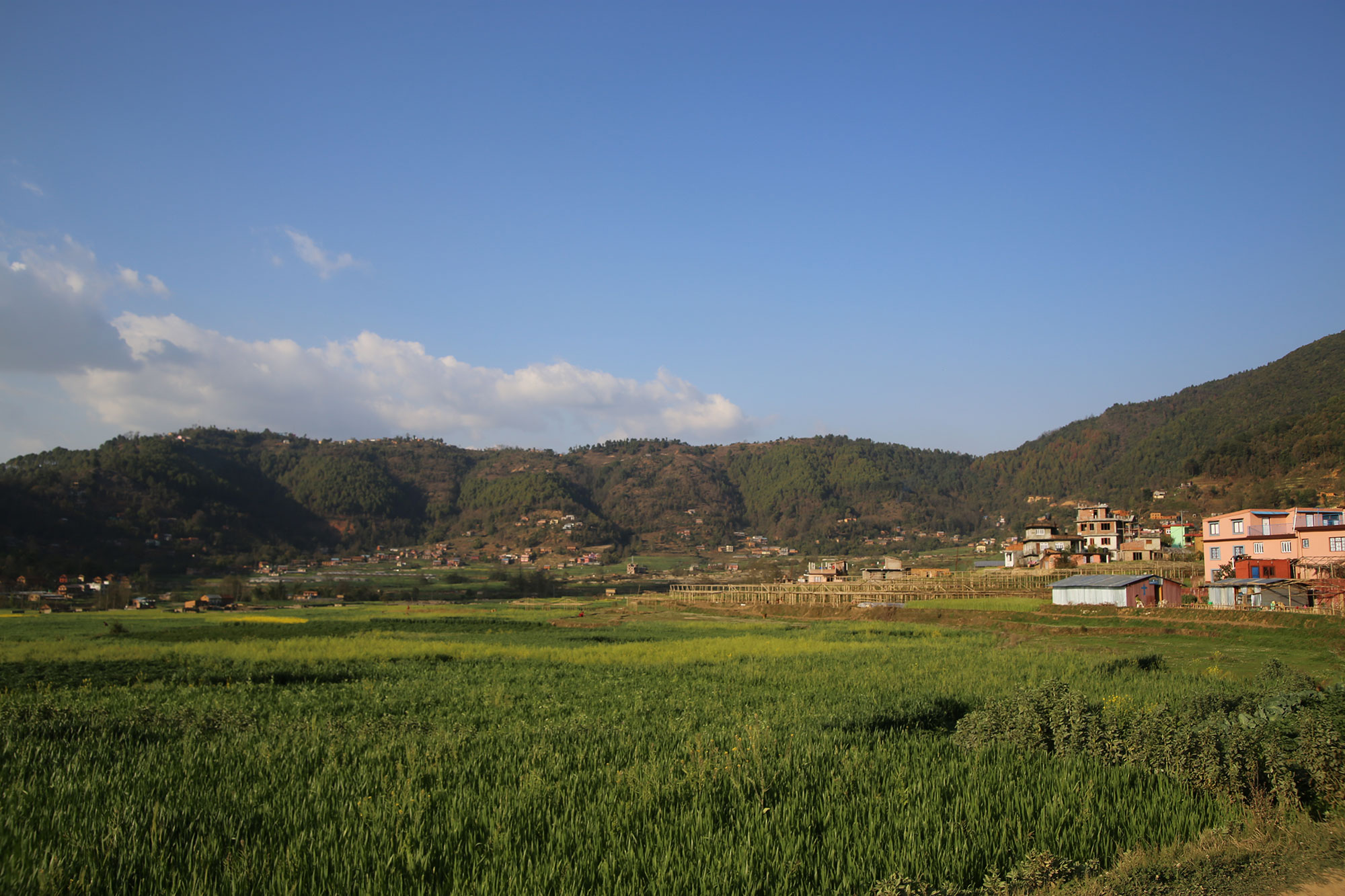 Stacking plant disease resistance genes for improved resistance - BGRI ...