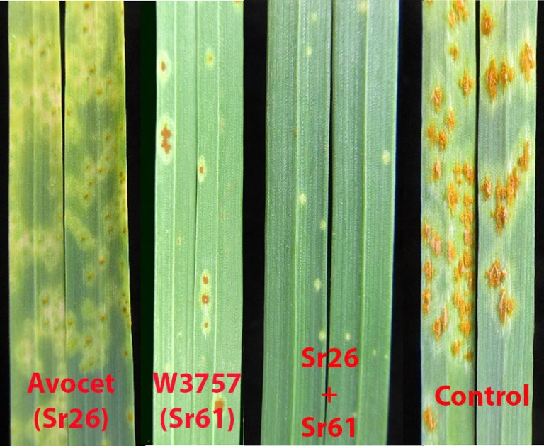 Combining resistance genes to improve wheat yields - BGRI - Borlaug ...