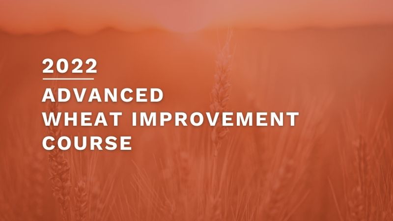 Cornell, together with CIMMYT, presents advanced wheat improvement ...