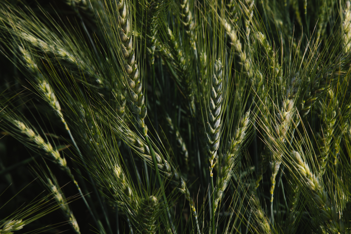 Pathogens Training - BGRI - Borlaug Global Rust Initiative