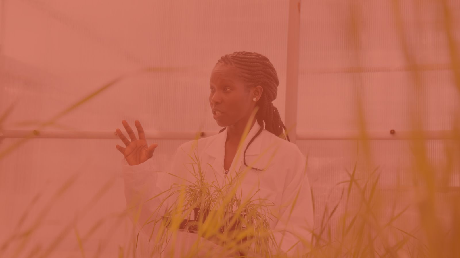 Research - BGRI - Borlaug Global Rust Initiative