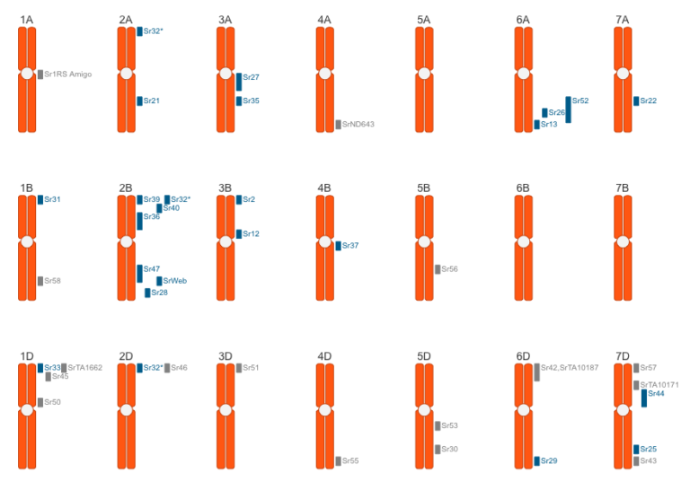 Resistance Genes - BGRI - Borlaug Global Rust Initiative