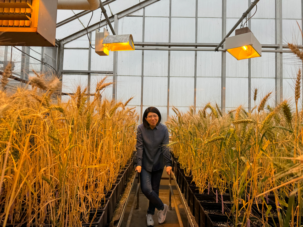 Zitong Yu - BGRI - Borlaug Global Rust Initiative