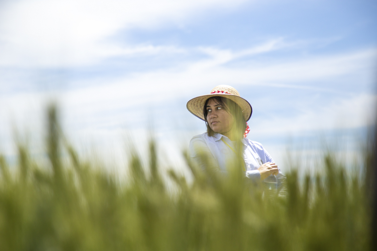 Projects - BGRI - Borlaug Global Rust Initiative